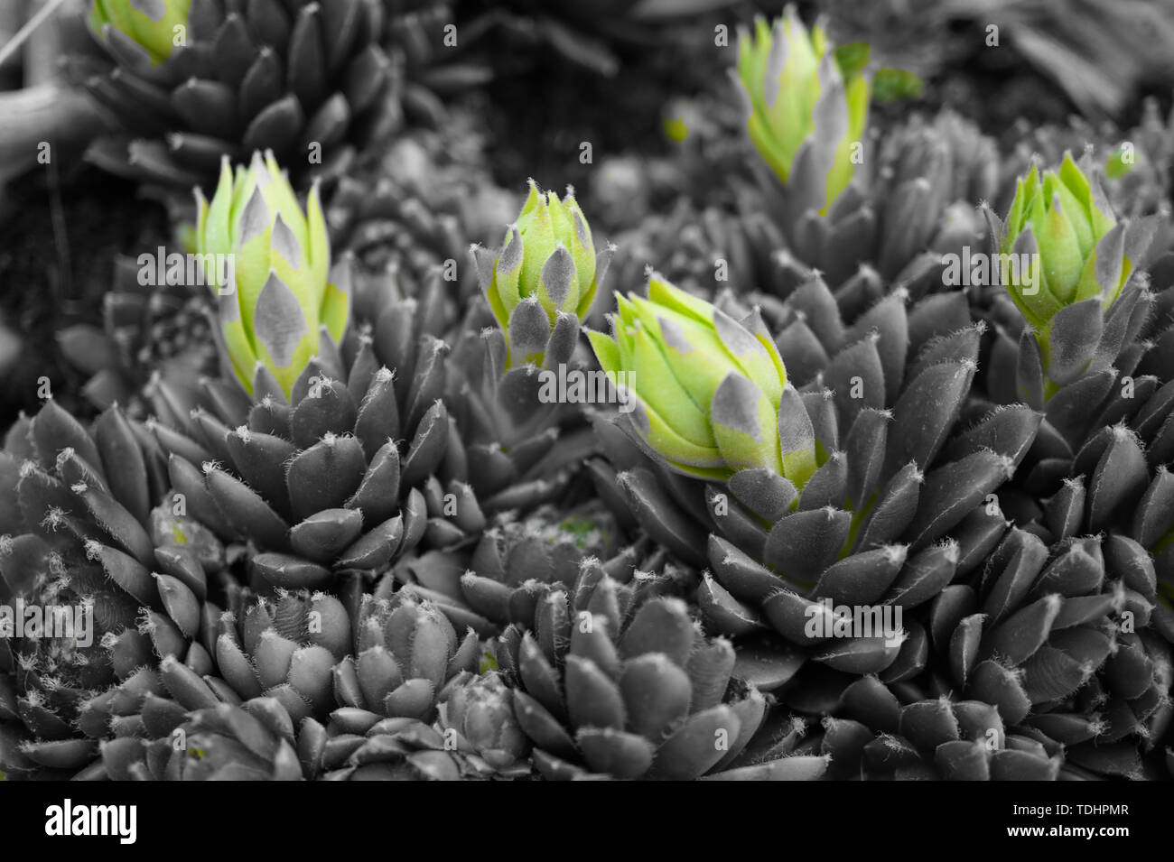 Many plant shoots in green and the background in black white Stock ...