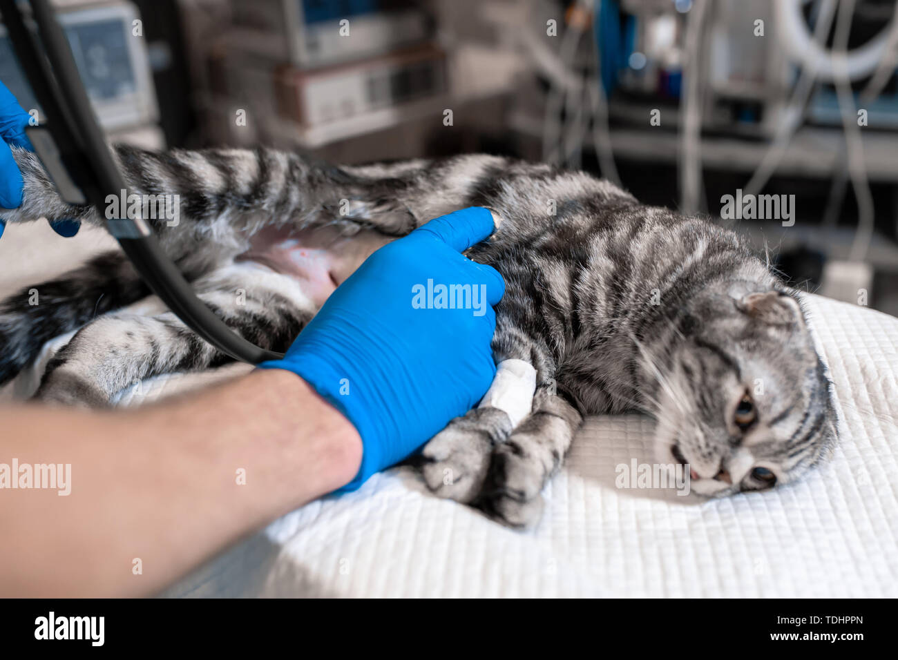 cat under general anesthesia on the operating table. Pet surgery Stock ...