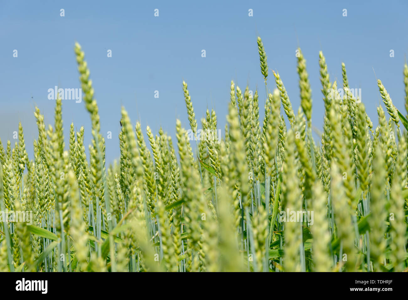 Grain ripening in the field on a sunny clear day. Ears full of grain in ...
