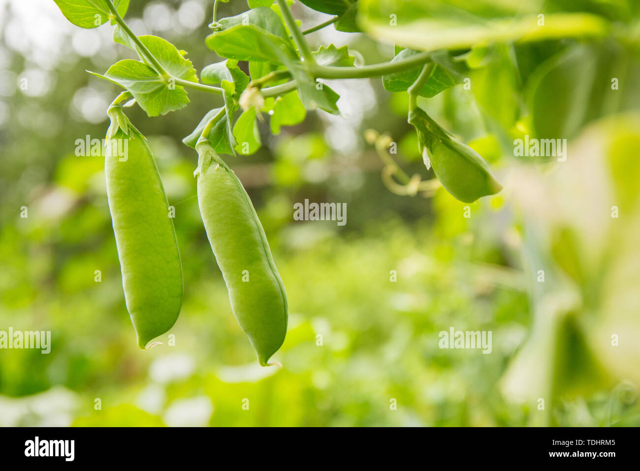 Snow peas on the vine hi-res stock photography and images - Alamy