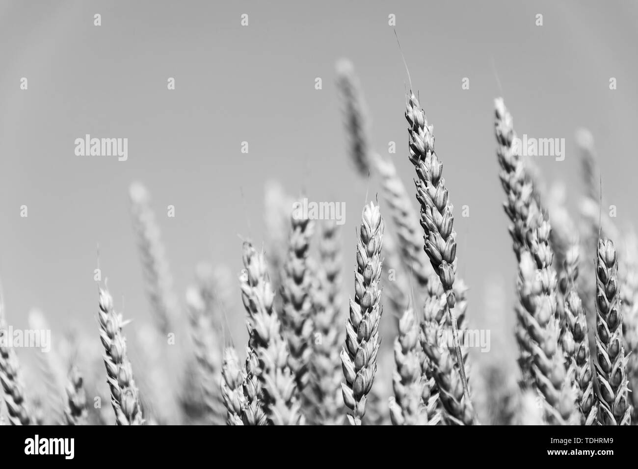 Field ripening wheat ears Black and White Stock Photos & Images - Alamy