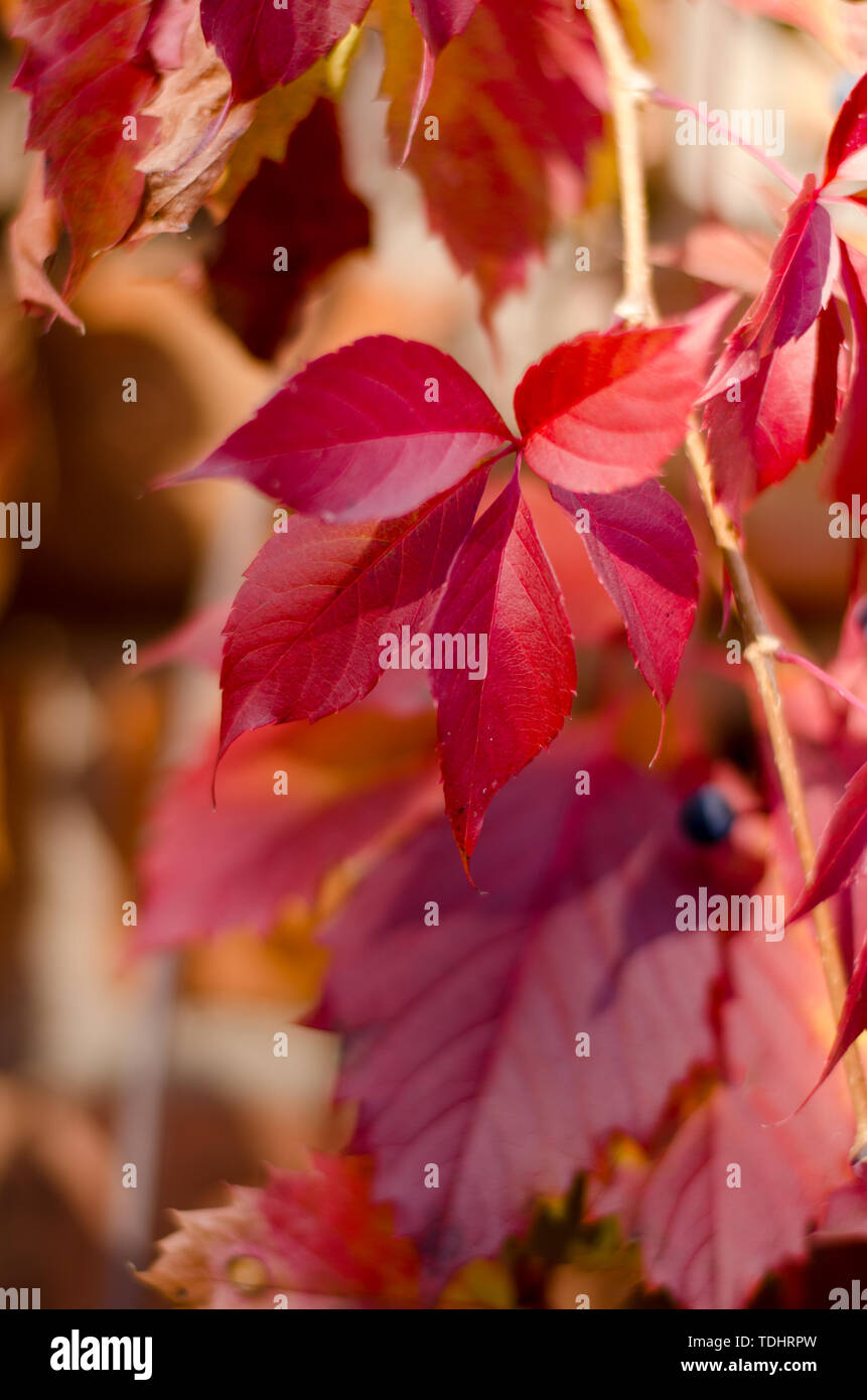 Wild red grape leaves against break wall. Beautiful bright fall ...