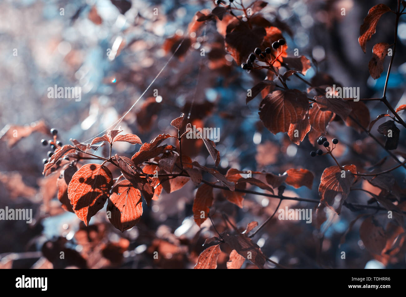 Autumn tree with big bright red leaves. Autumn seasonal background ...