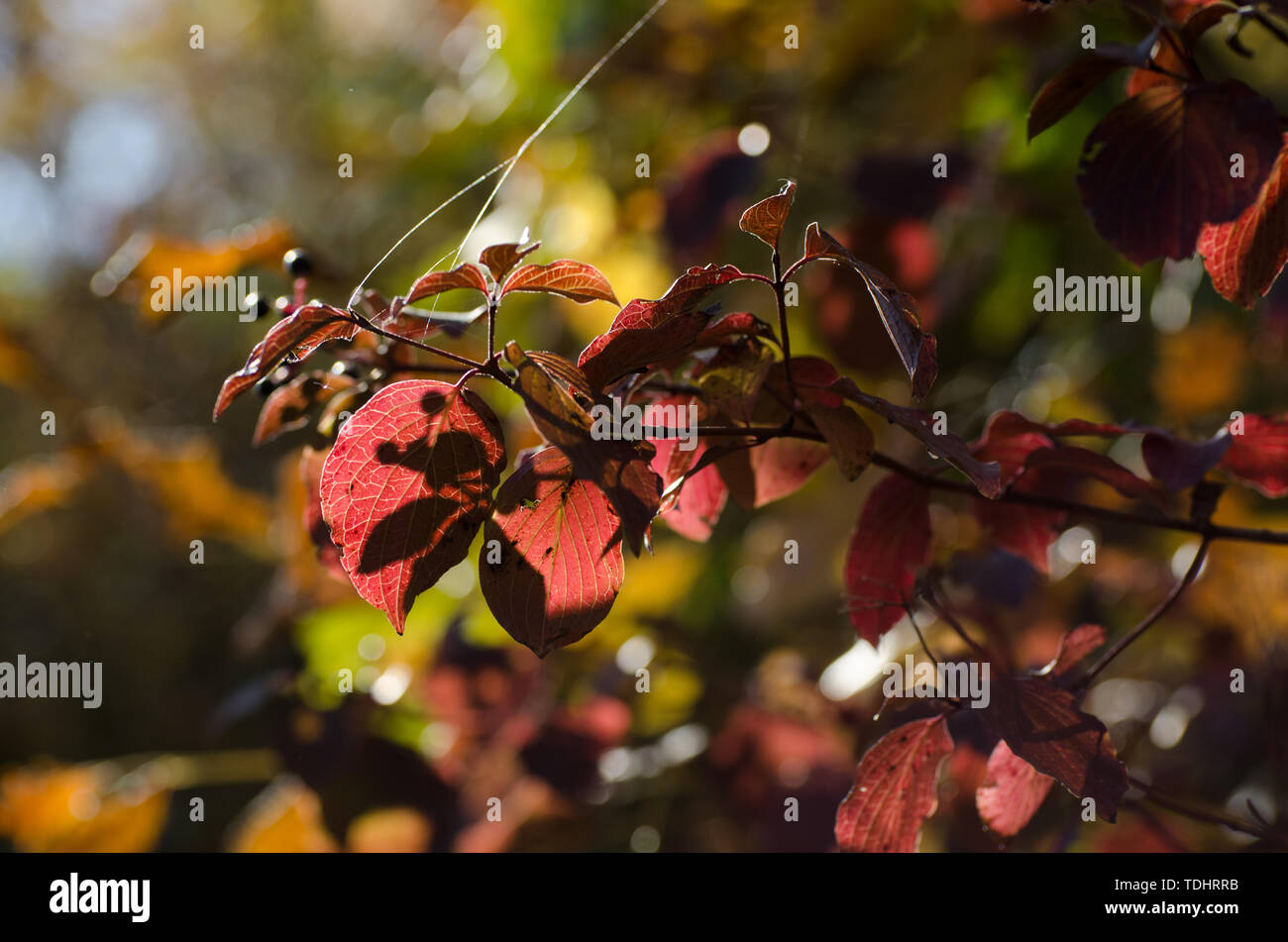 Autumn tree with big bright red leaves. Autumn seasonal background ...