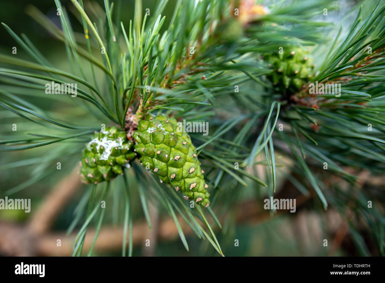 Big young pine cones. Coniferous fruit in Central Europe. Season of the ...