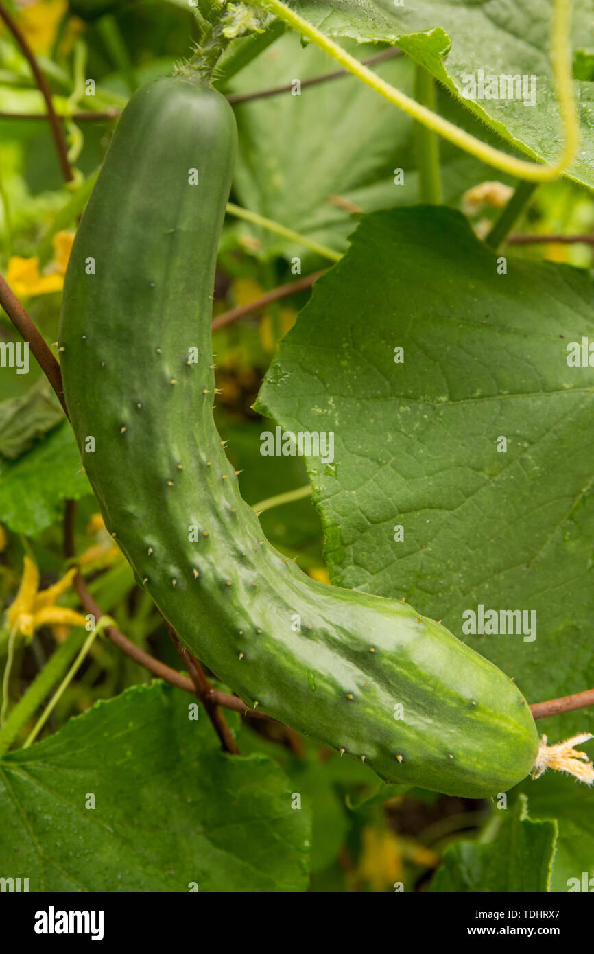 Ready for growth hi-res stock photography and images - Alamy