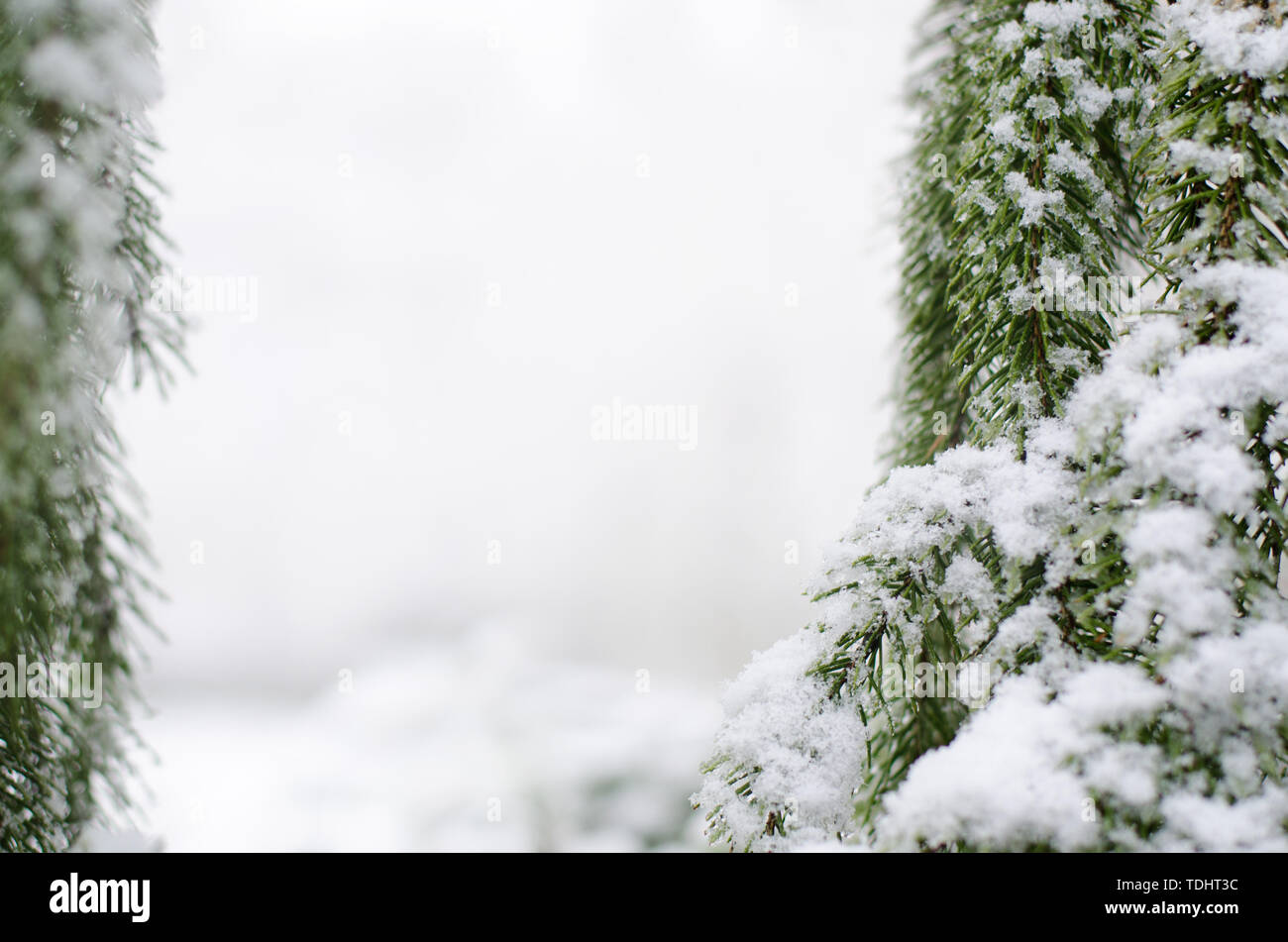 Christmas, Winter Background With Frosty Pine Tree. Holiday Seasonal ...