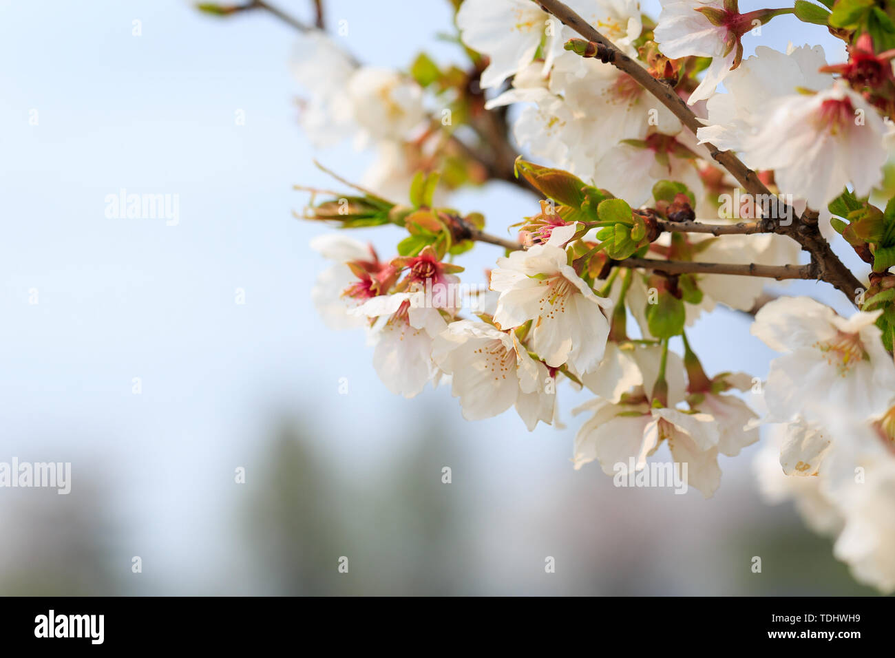 Shanghai Cherry Blossom, Chenshan Botanical Garden Stock Photo - Alamy