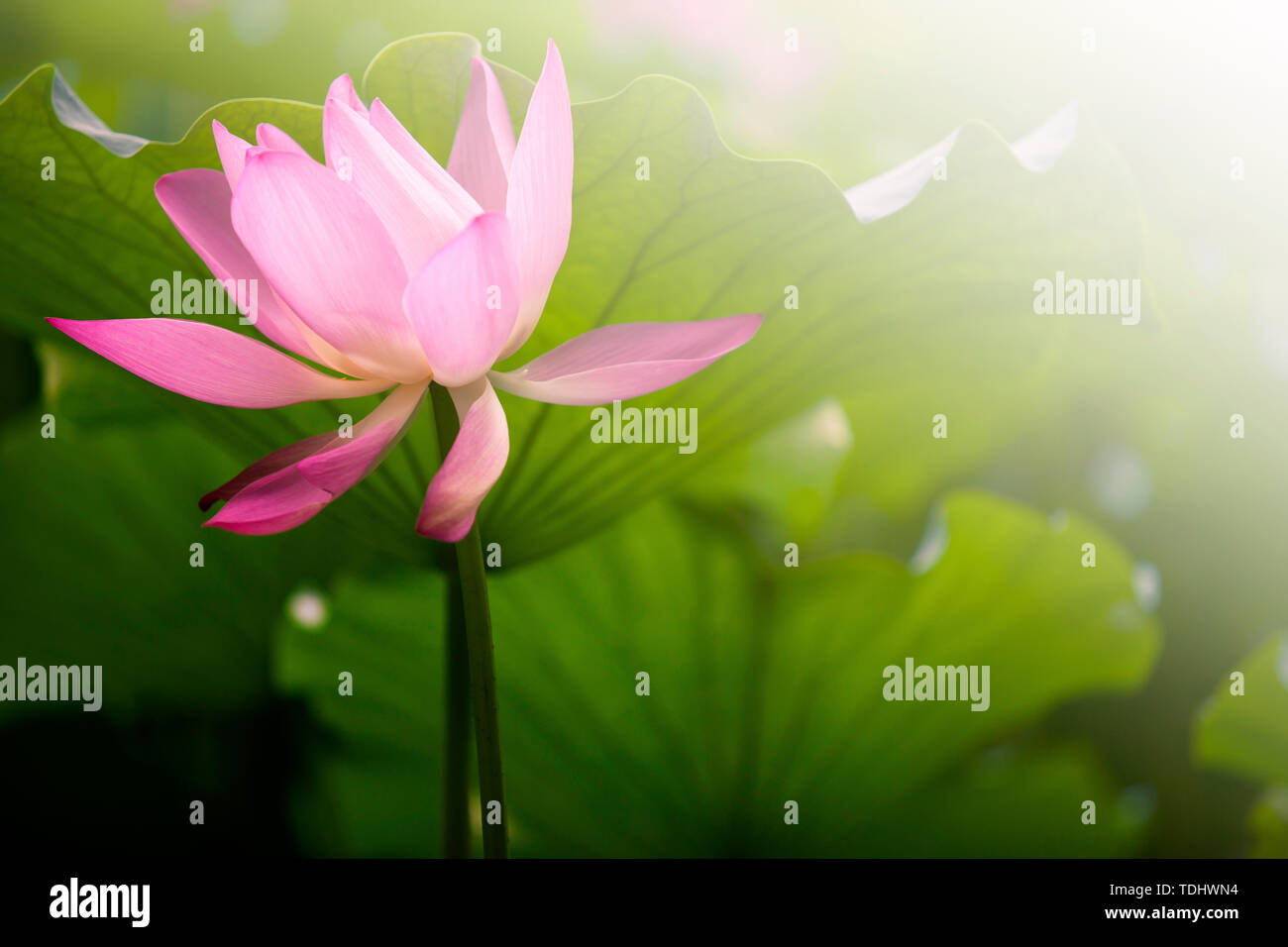 Blooms in summer lily tropical aquatic plants and petals hi-res stock ...