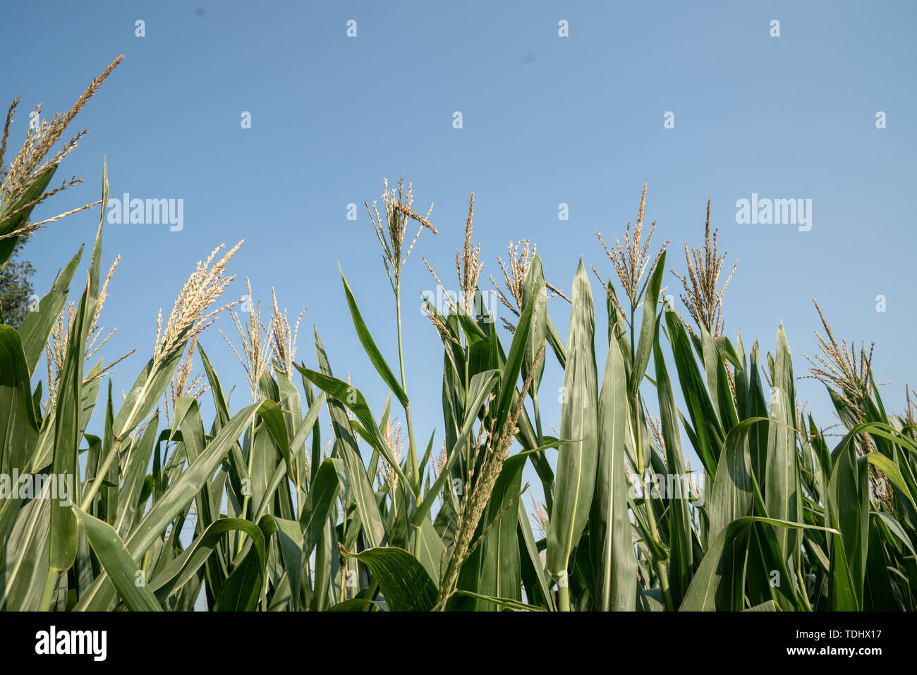 Corn spike hi-res stock photography and images - Alamy