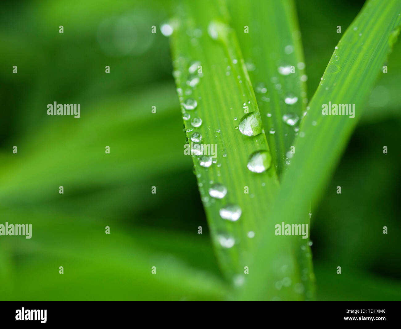 Raindrops on northern sea oats (Chasmanthium latifolium) magnifying ...