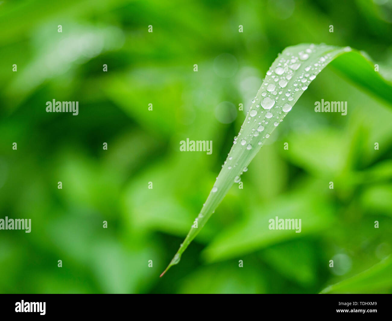 Raindrops on northern sea oats (Chasmanthium latifolium) magnifying ...