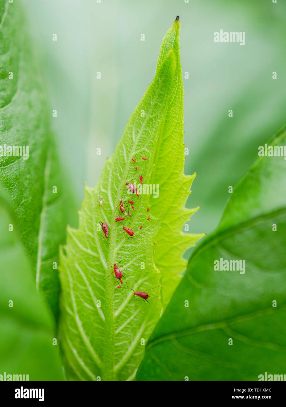 Red aphids (Uroleucon sp) on cup plant (Sylphium perfoliatum), two ...