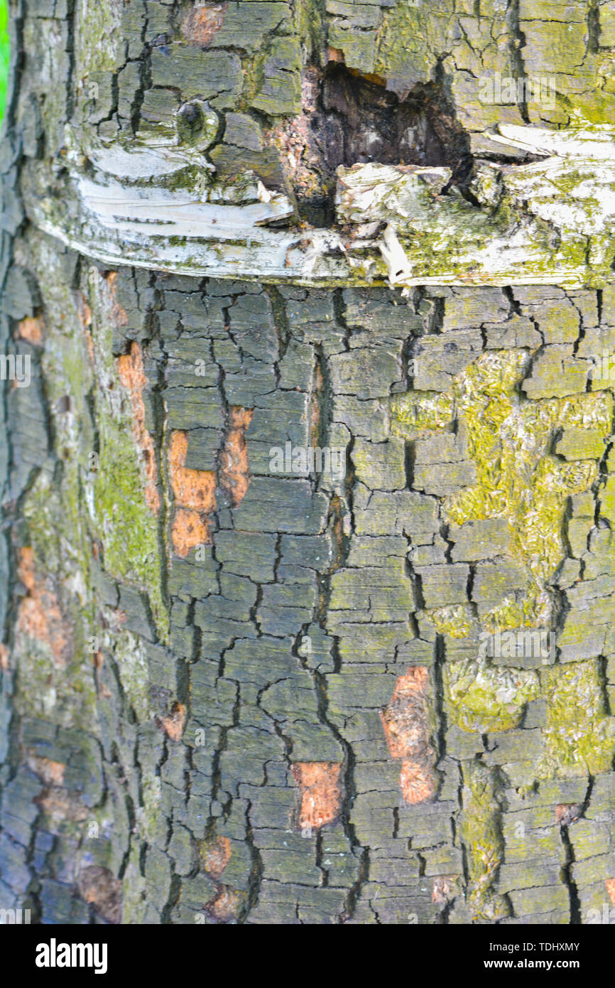 Old Birch Tree High Resolution Stock Photography and Images - Alamy