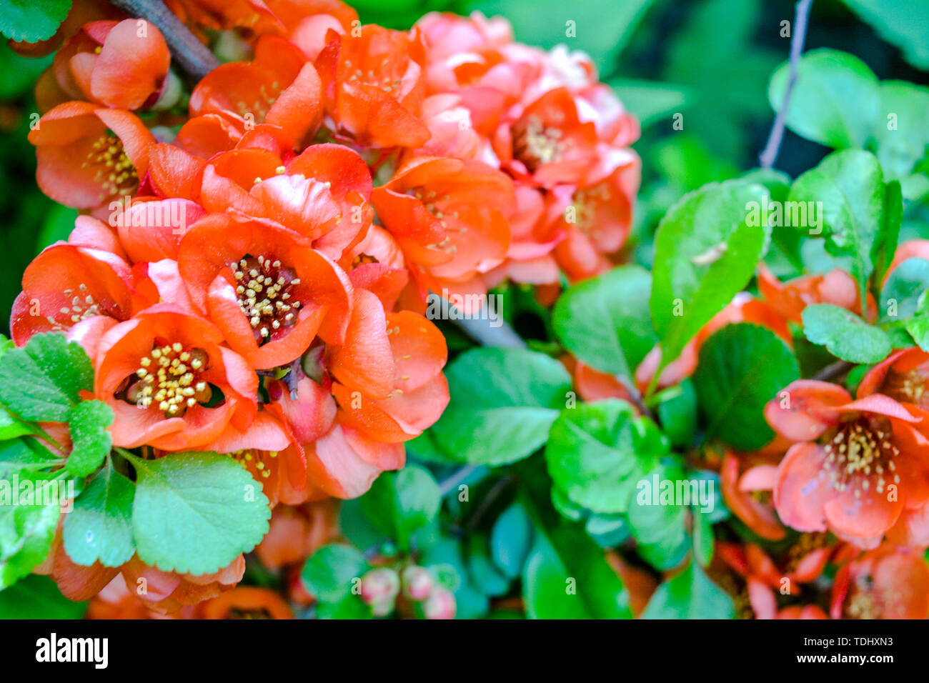 Close up of red flowers at the tip of a bush branch. Blooming bush with ...