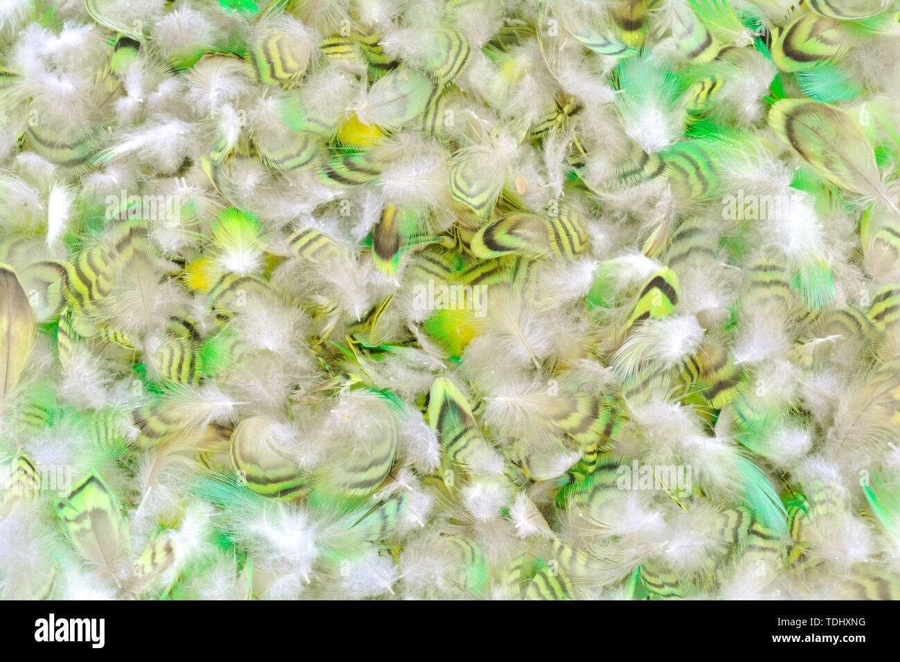 Colorful motley parrot feathers. Background of little feathers of bird ...