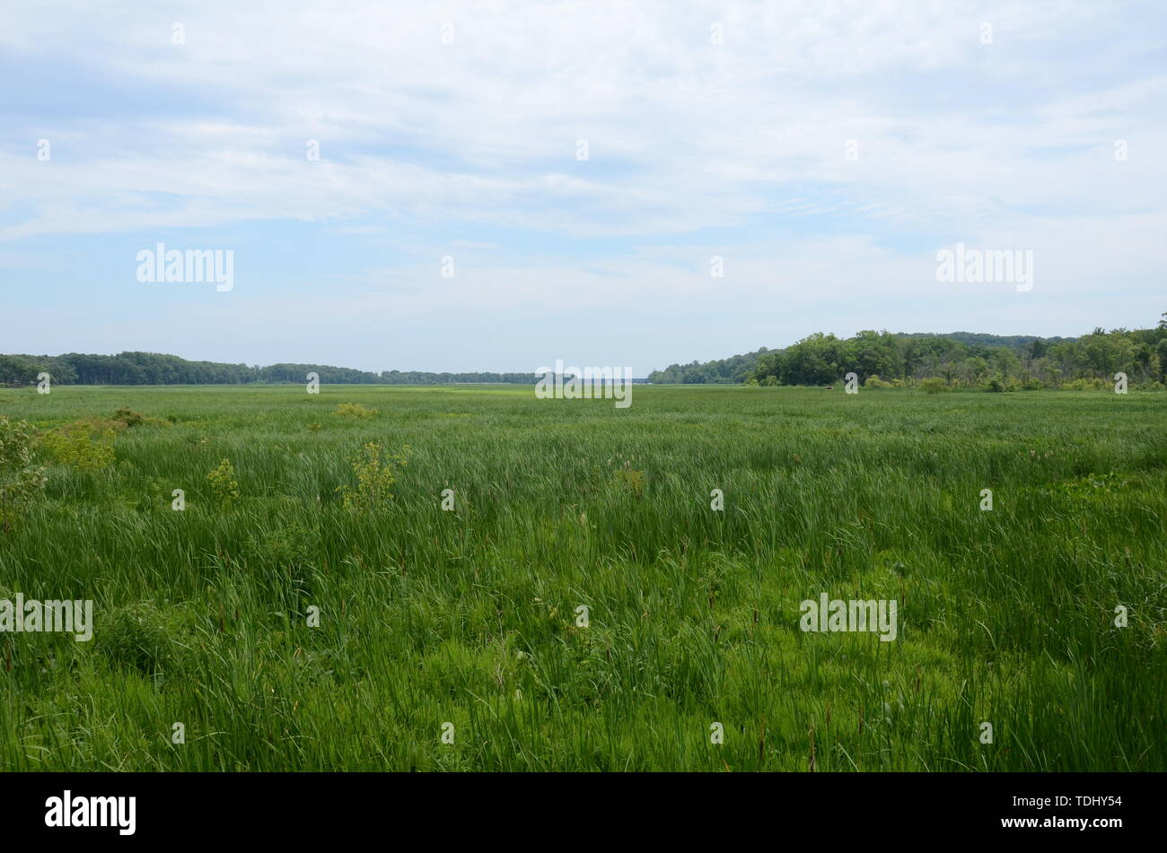 green grasses and plants in wetland or marsh environment with trees ...