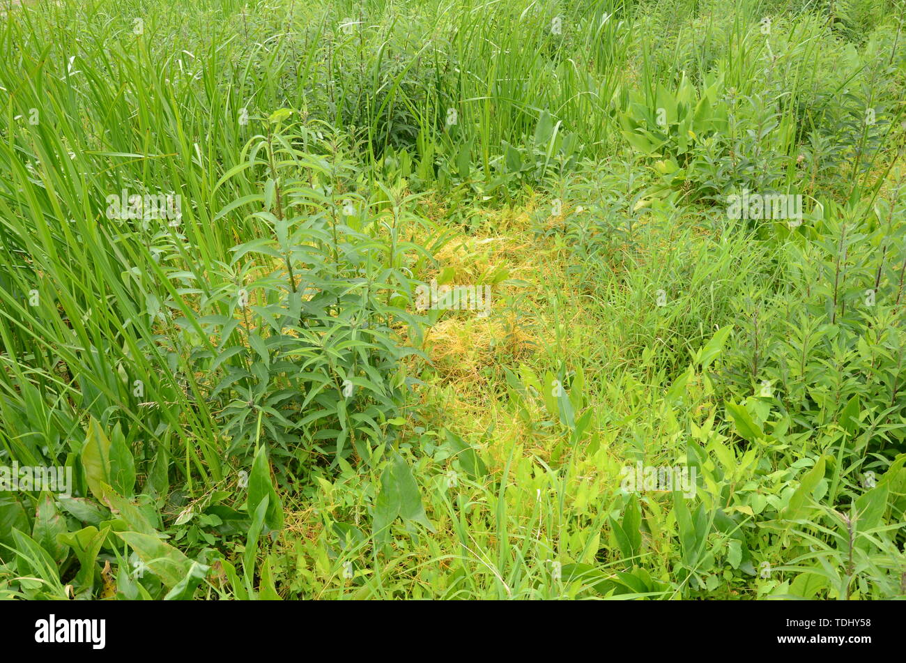 orange invasive weed or vine on green plants in wetland or swamp Stock ...