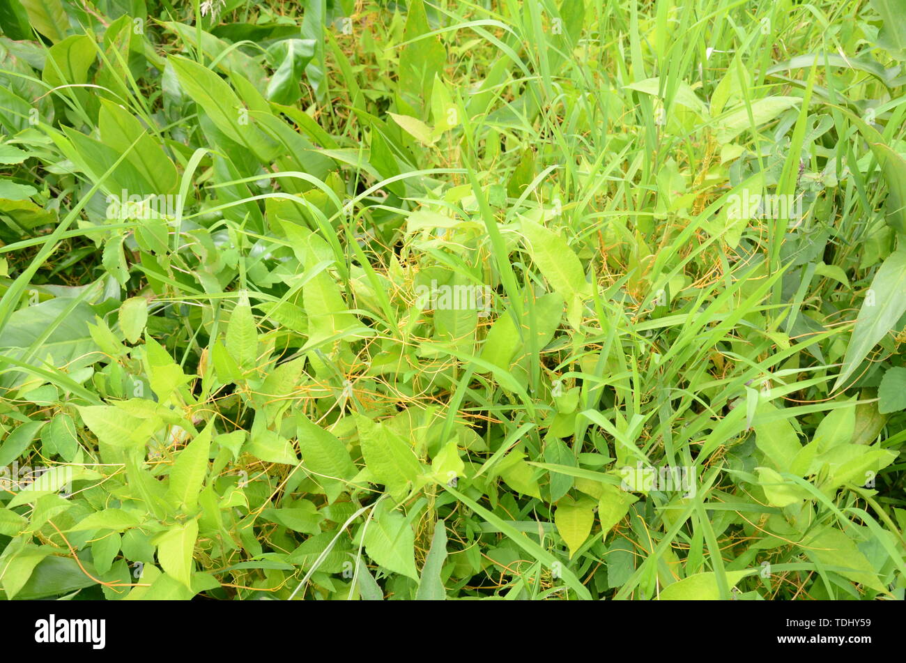 Orange invasive weed vine hi-res stock photography and images - Alamy