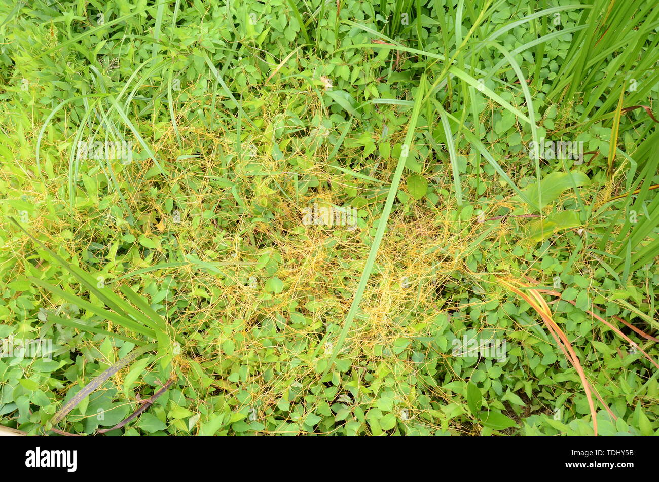 orange invasive weed or vine on green plants in wetland or swamp Stock ...