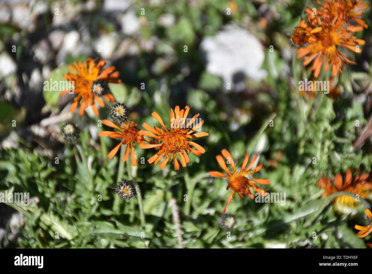 Pippau, Gold Pippau, Gold, Zungenblüten, Blütenhülle, Blütenkopf ...