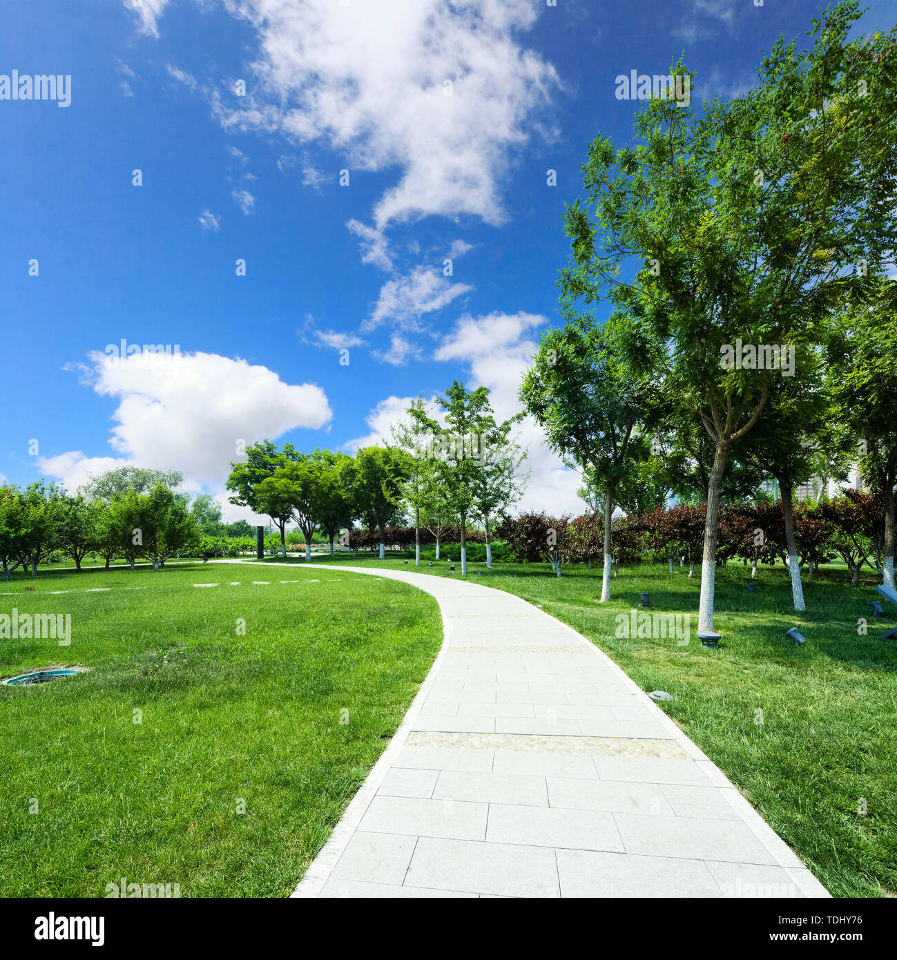 Road trees and nature guide landscape wood park outdoor environment hi ...