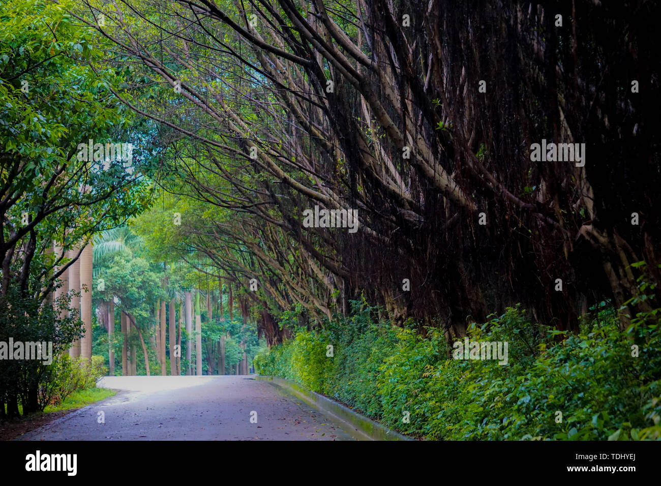 Roadside banyan tree Stock Photo - Alamy