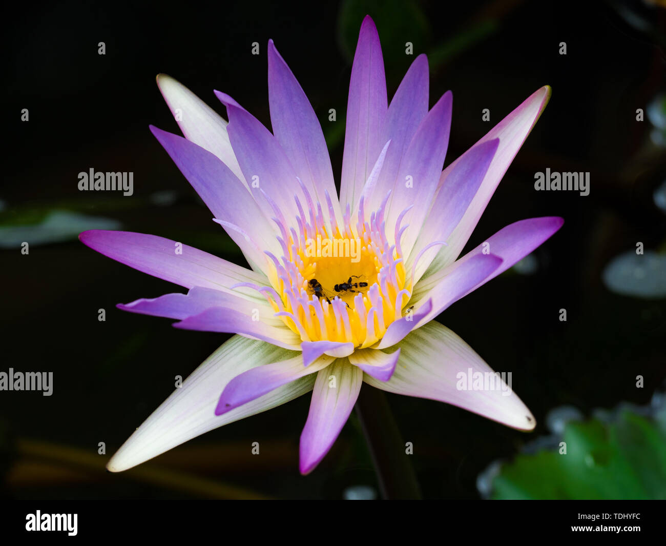 Blue lotus of the nile water lily hi-res stock photography and images ...