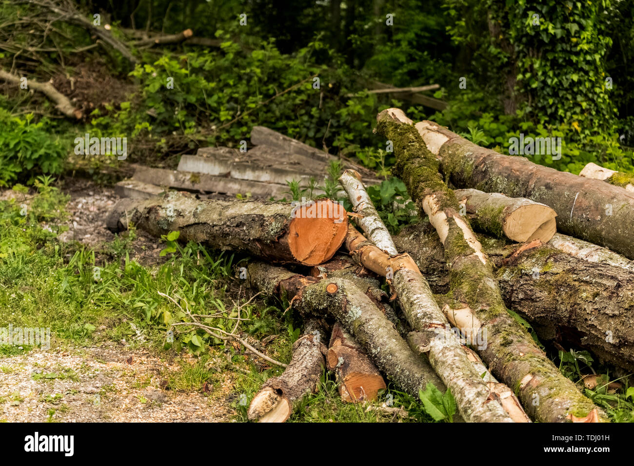 Cut down trees in a forest and sawn into logs Stock Photo - Alamy