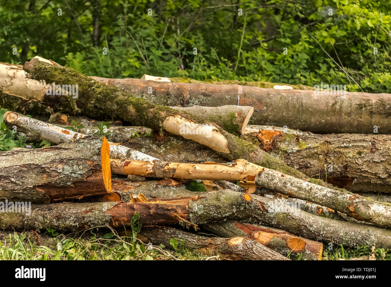 Woodpile deforestation hi-res stock photography and images - Alamy