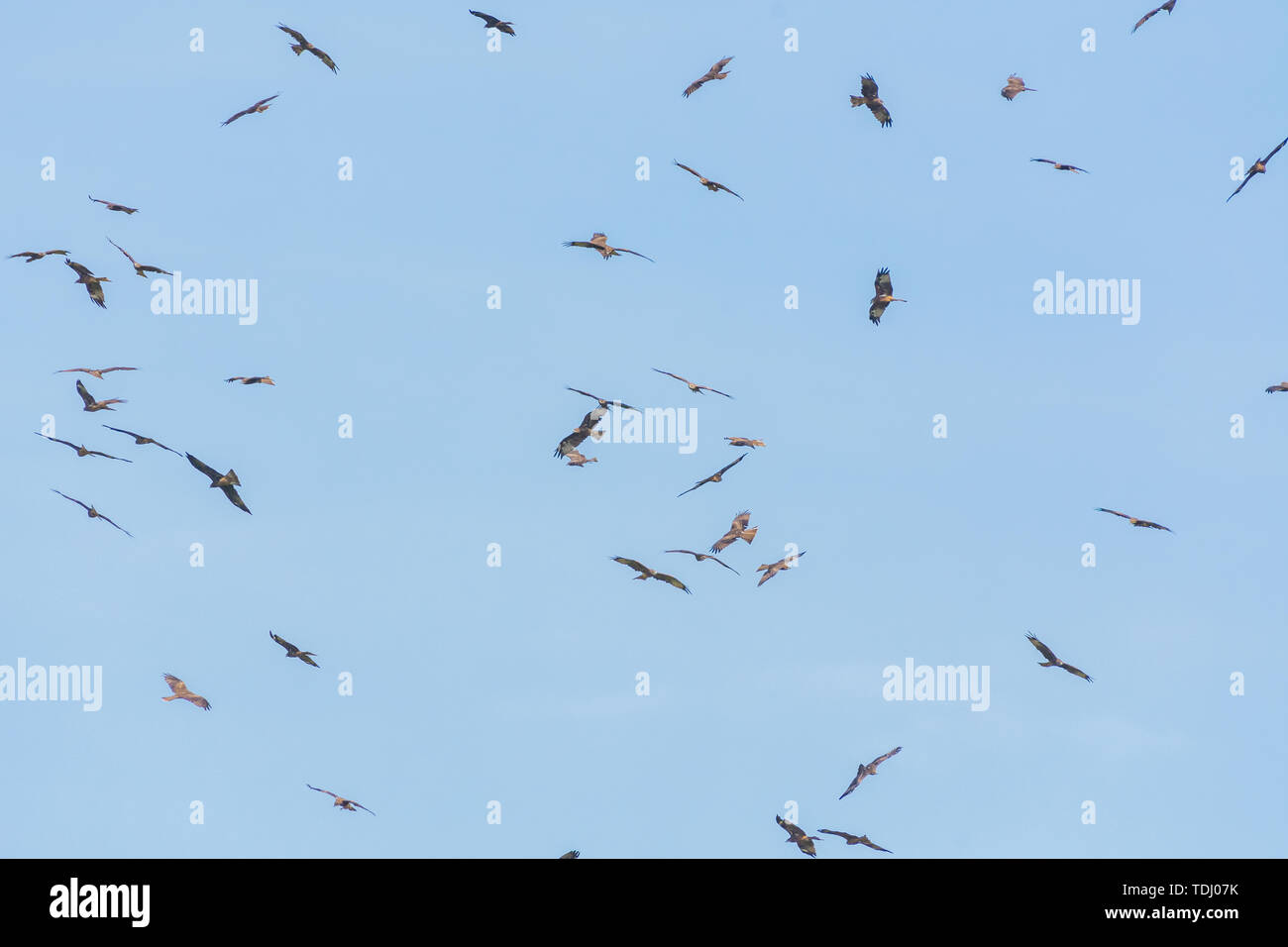 Group of greater spotted eagles flying in the sky Stock Photo - Alamy