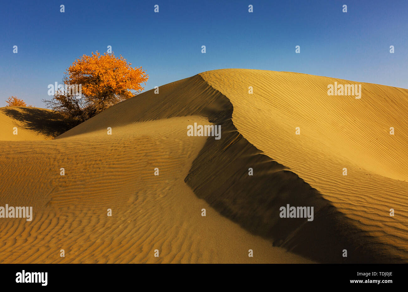 The autumn of the desert Stock Photo - Alamy