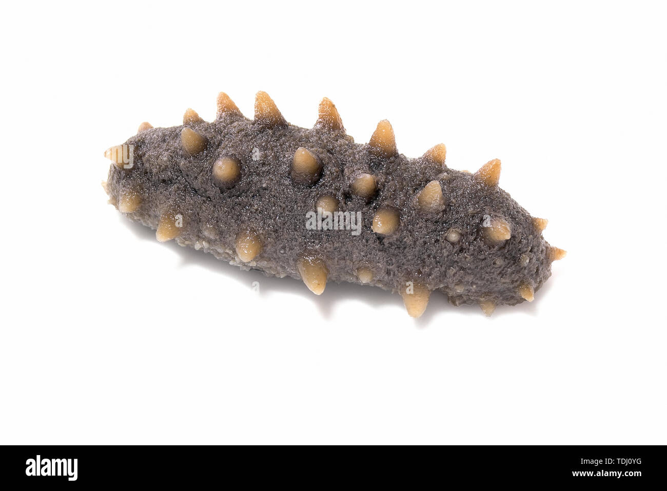 Close up sea cucumber Cut Out Stock Images & Pictures - Alamy