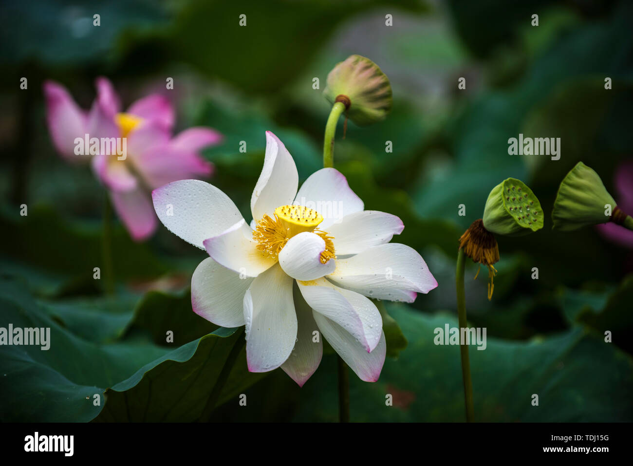 Summer lotus in foreign countries hi-res stock photography and images ...