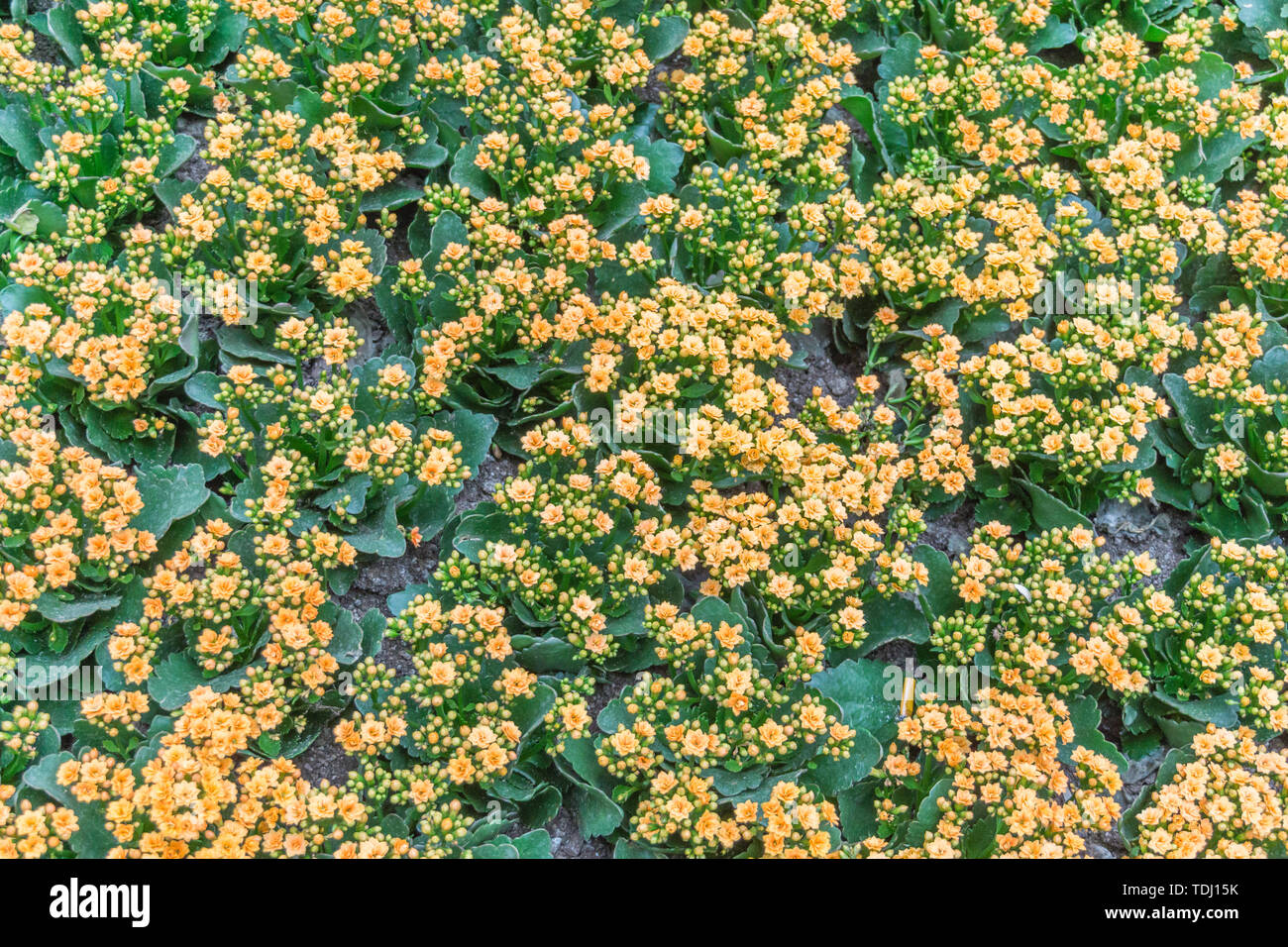 A large closeup of longevity flowers Stock Photo - Alamy