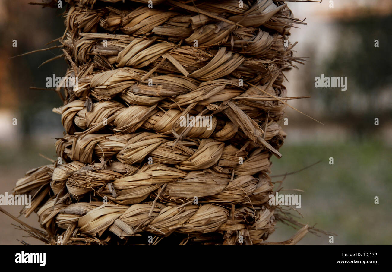 The straw bundle rope that protects the tree Stock Photo - Alamy