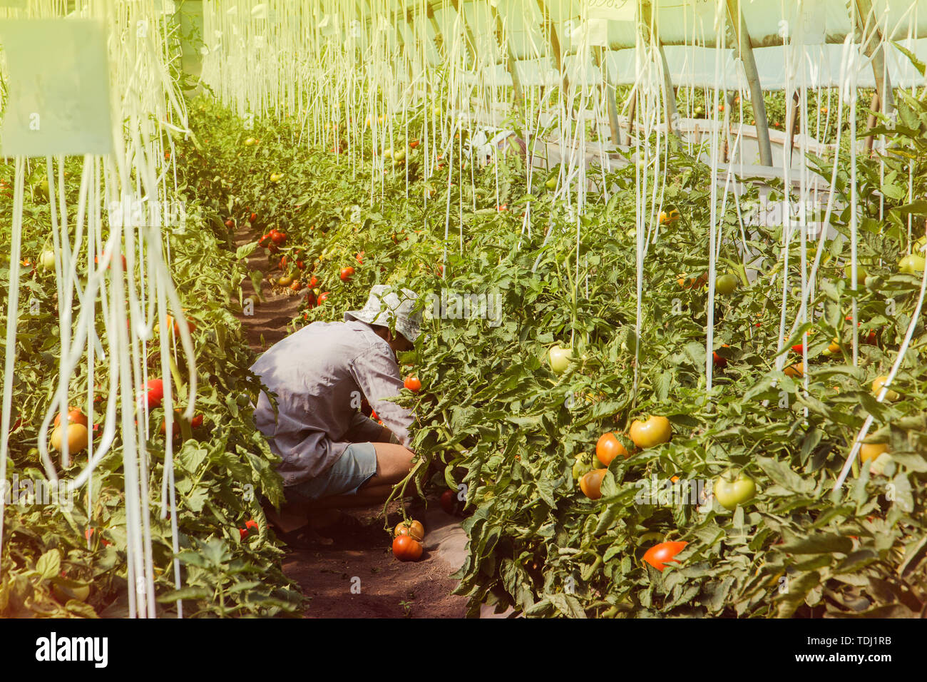 Organic greenhouse. Harvesting tomato fruits growing in a very large ...