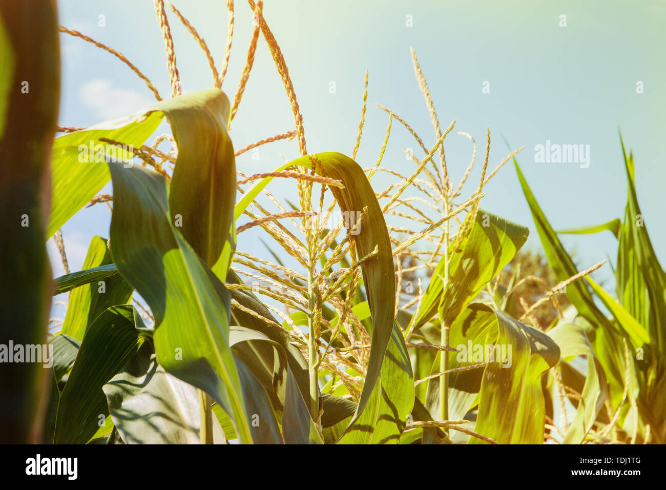 Organic greenhouse. High corn stalks growing in the field Stock Photo ...