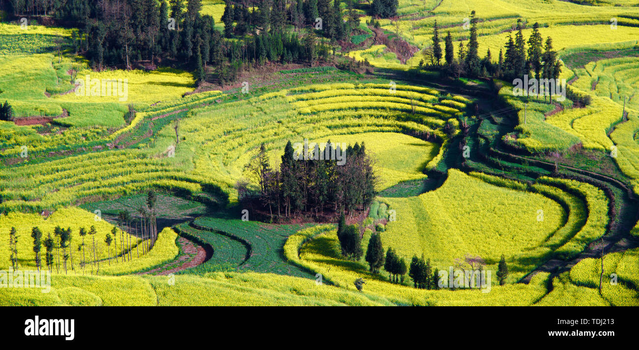 Map of Luoping rapeseed screws field Stock Photo - Alamy