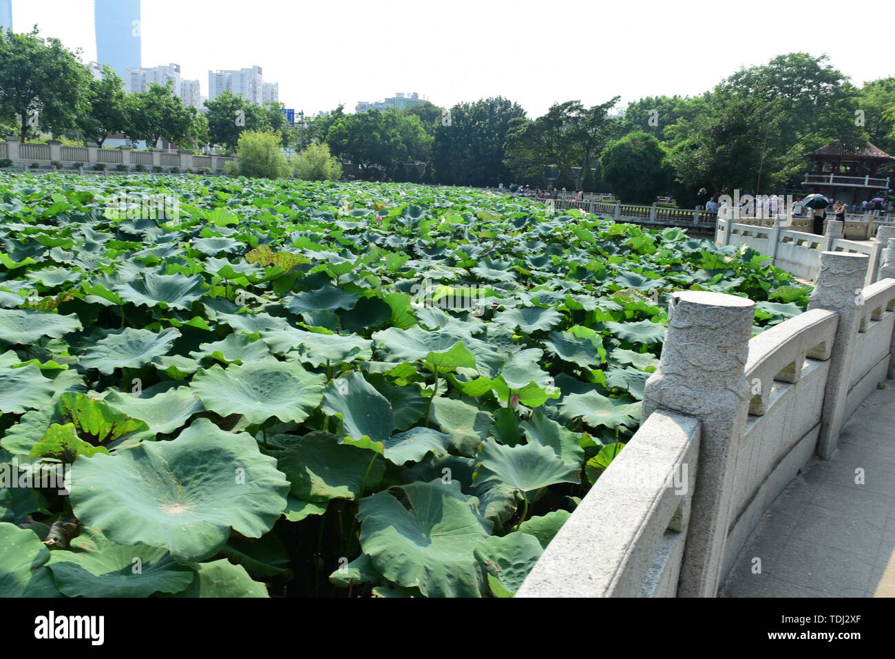 Scenery of lotus pond, Nanputuo Temple, Fujian Stock Photo - Alamy