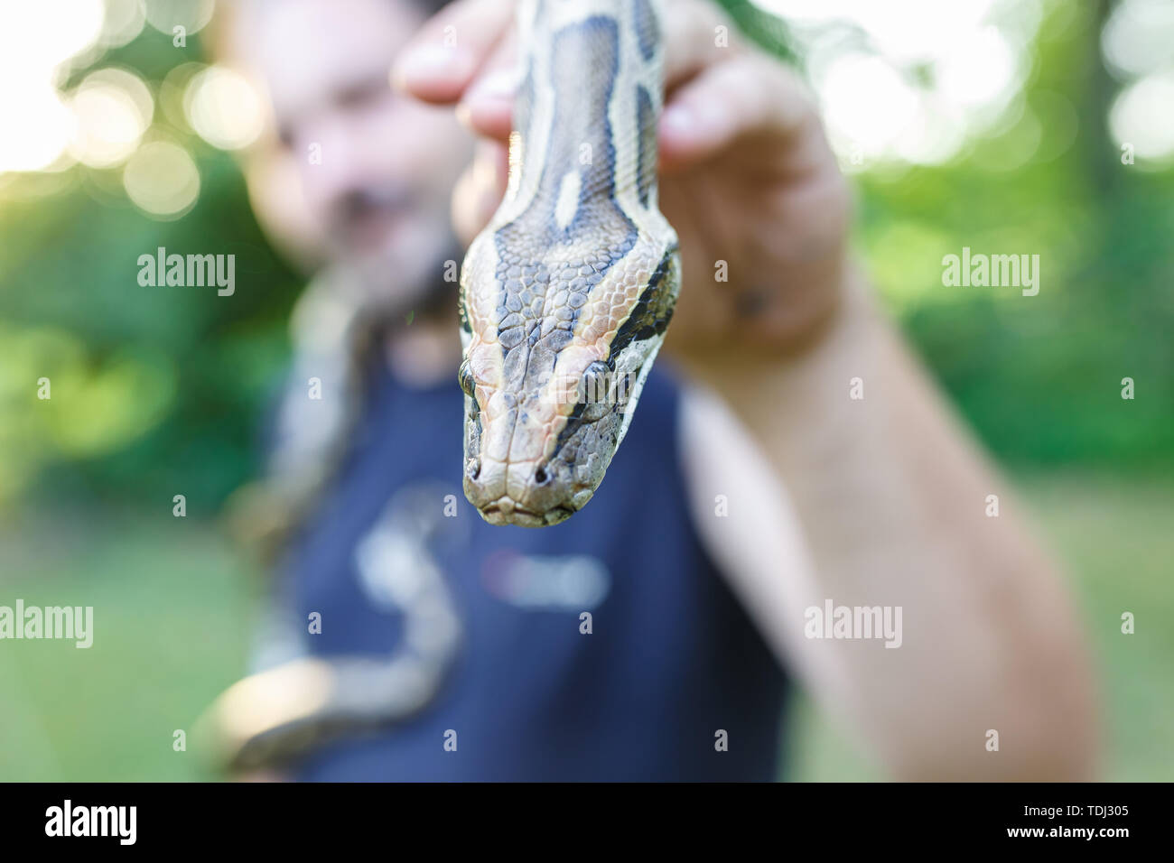 Reticulated python man hi-res stock photography and images - Alamy