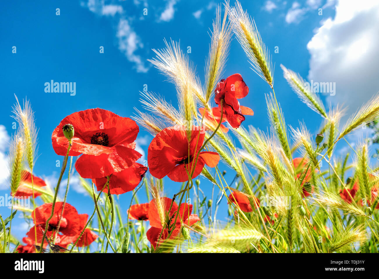 Summer flowers wind hi-res stock photography and images - Alamy