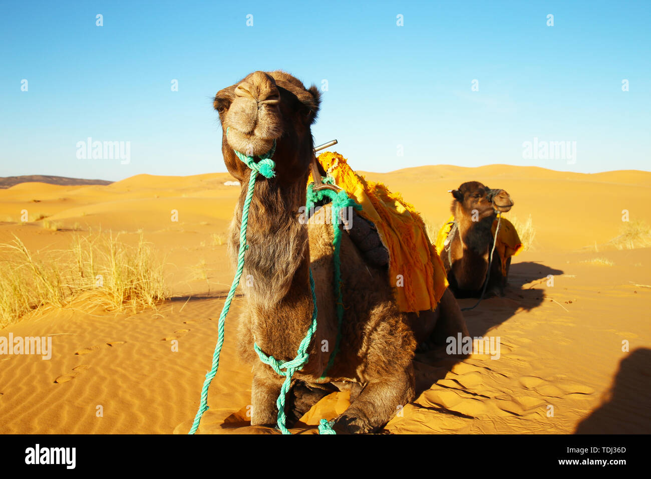 Desert trailers hi-res stock photography and images - Alamy