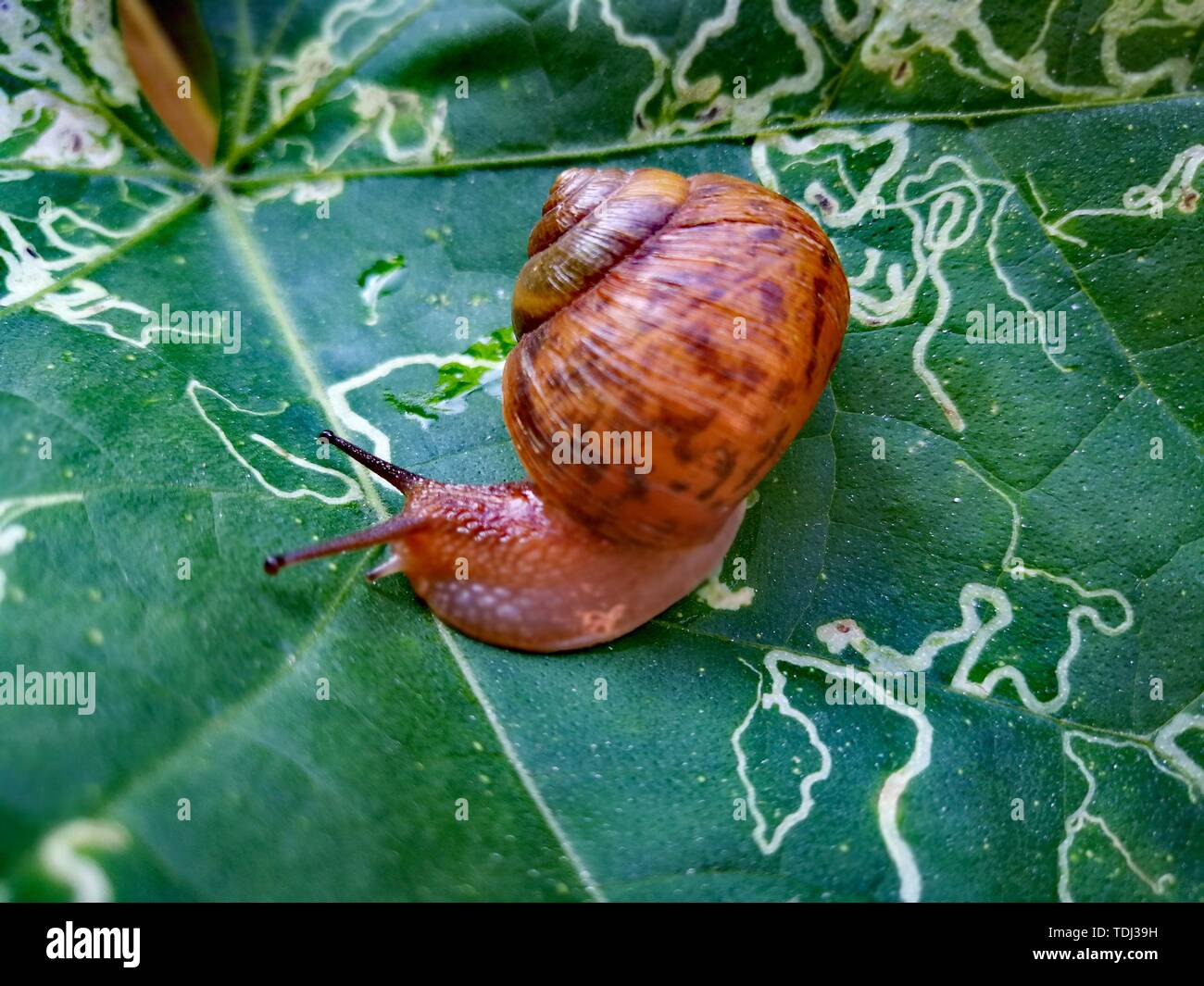 Shellfish wet helix slugs hi-res stock photography and images - Alamy