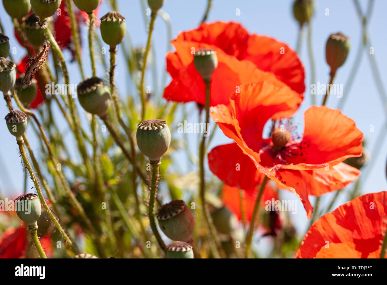 Red poppy flowers in bloom and poppy capsules. Blue sky background ...