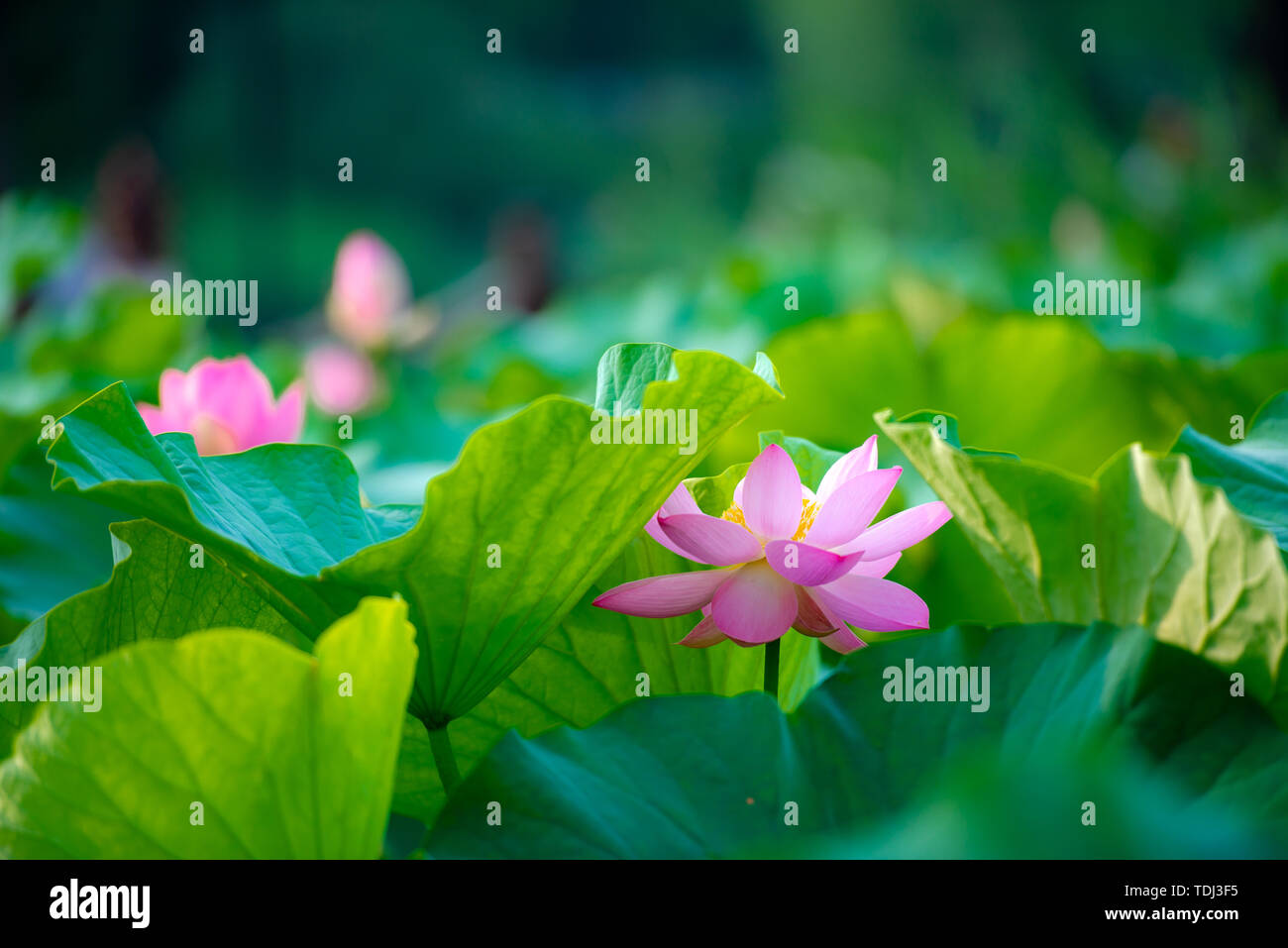A lotus hidden under the lotus leaf Stock Photo - Alamy
