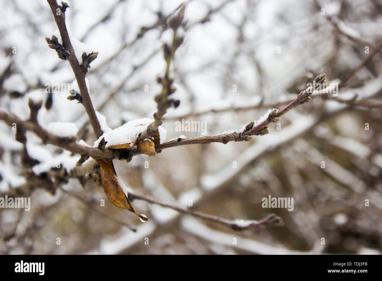 First frost snow on hi-res stock photography and images - Alamy