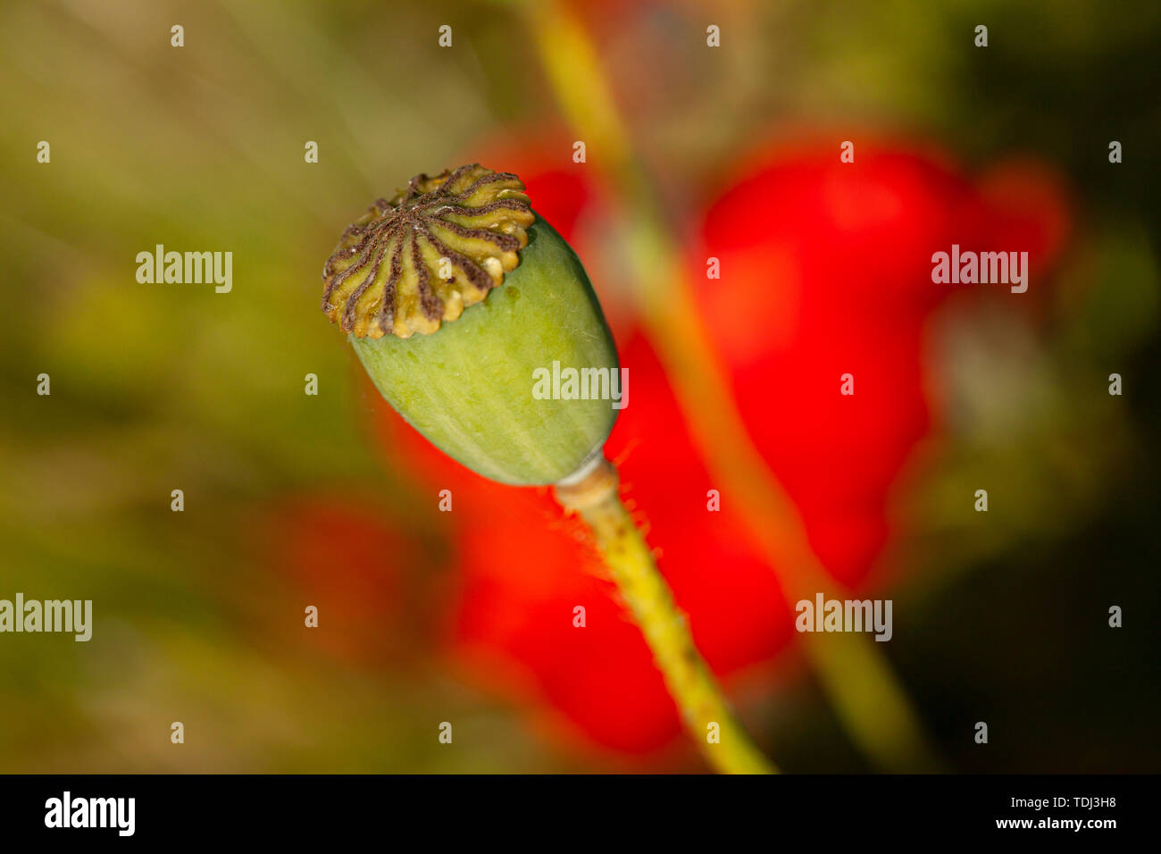 Poppy capsule close up with selective focus. Drug, opium, narcotics ...