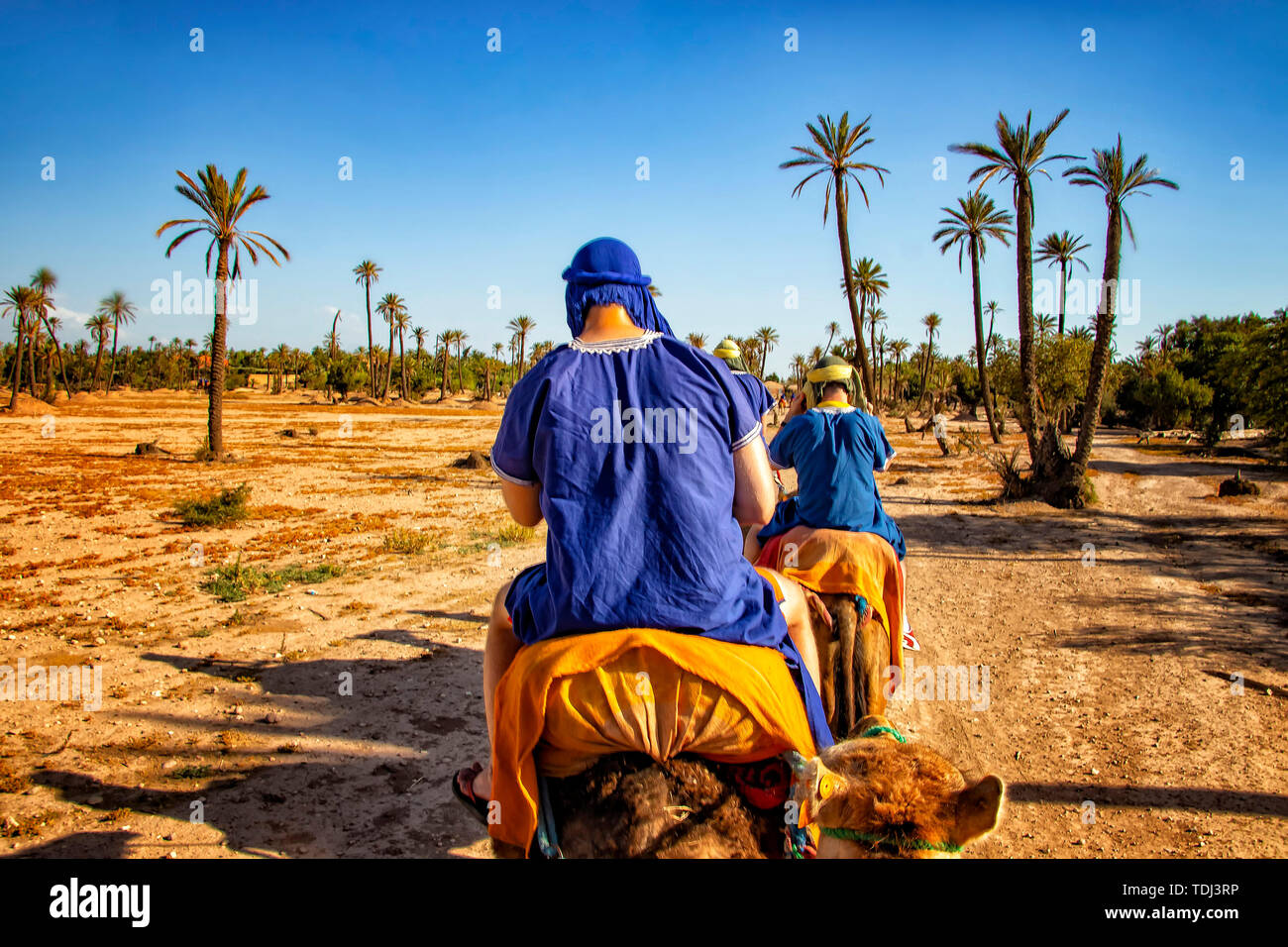 Camel caravan in Sahara desert, Morocco. People in blue dressing ...