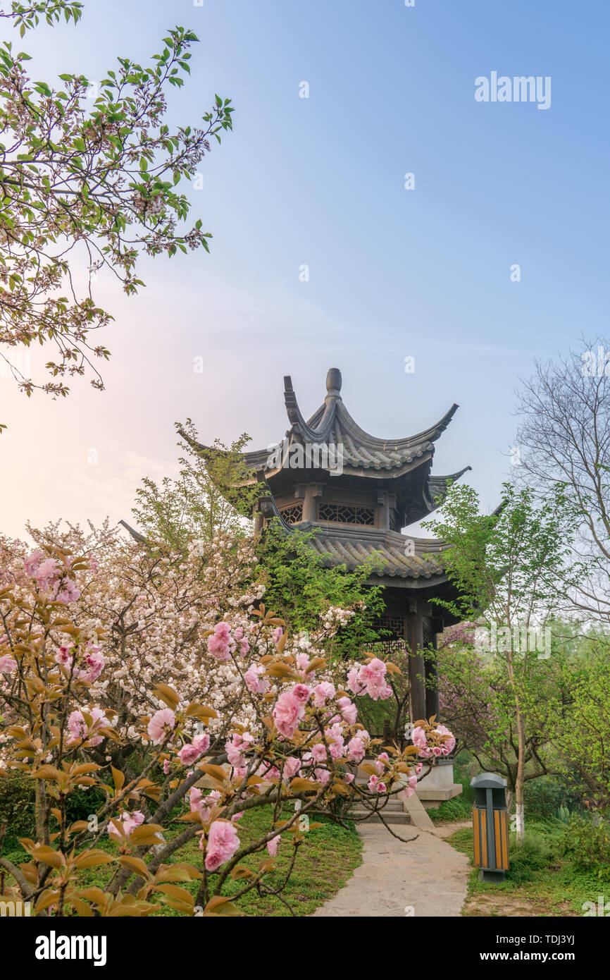 The cherry blossom forest in full bloom at sunrise Stock Photo - Alamy